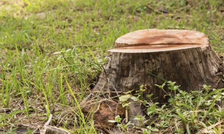 What to do With the Stump After Removing a Tree - Shiney Homes